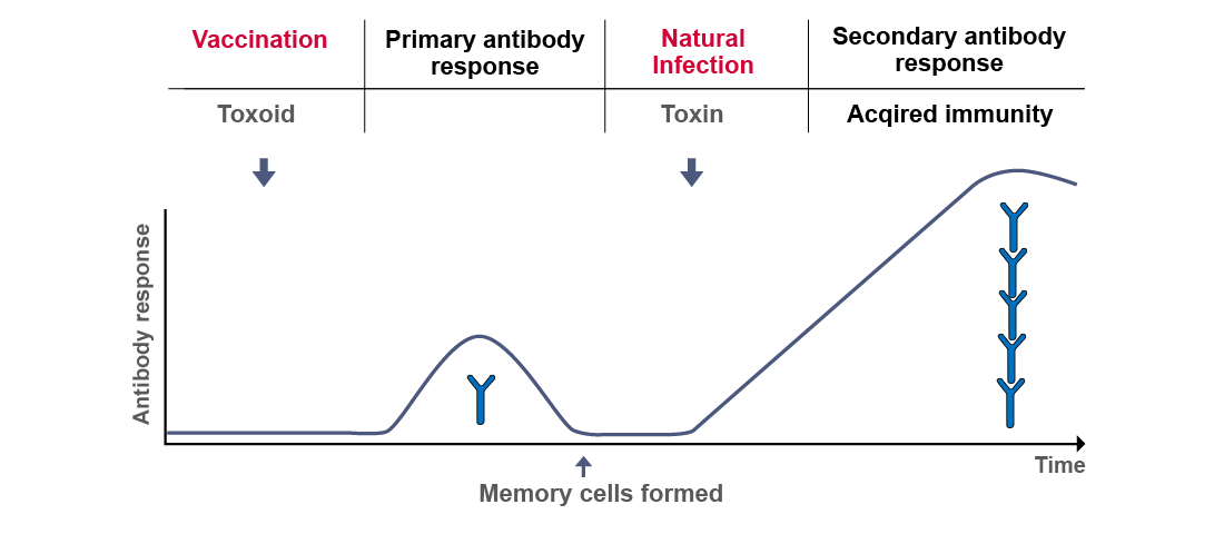 Tales - Allergies: When the Immune System Backfires